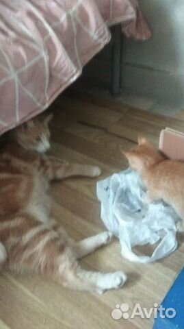 Котята курильского бобтейла