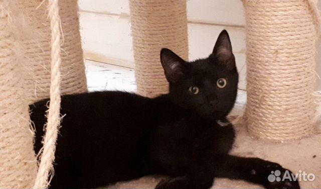 Котенок черный очень грациозный