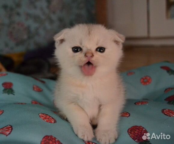 Шотландские котята шиншиллы