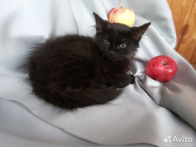 Агата. Котенок 2,5 мес