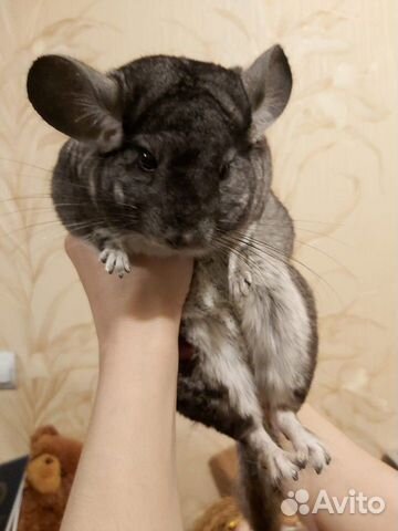 Шиншилла-девочка 2 года 5 месяцев