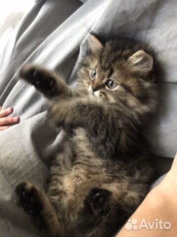 Персидский котенок, мальчик, 2 мес