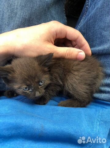 Отдам в добрые руки