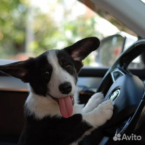 Вельш Корги Кардиган, триколор