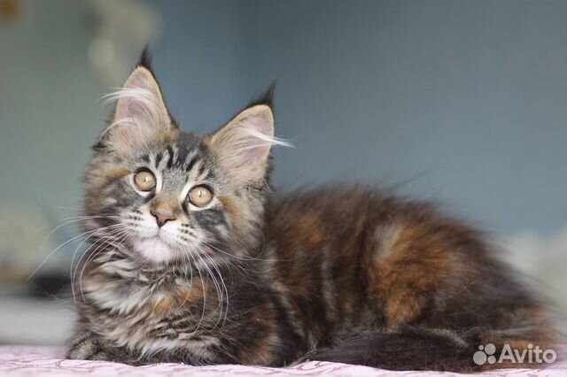 Продаётся Мейн-куночка