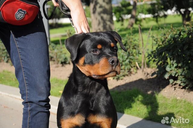 Щенок ротвейлера от Чемпиона Мира