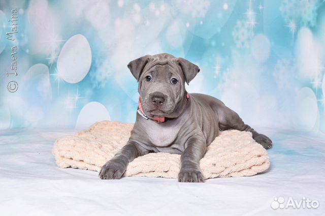Тайский риджбек Thairidgeback