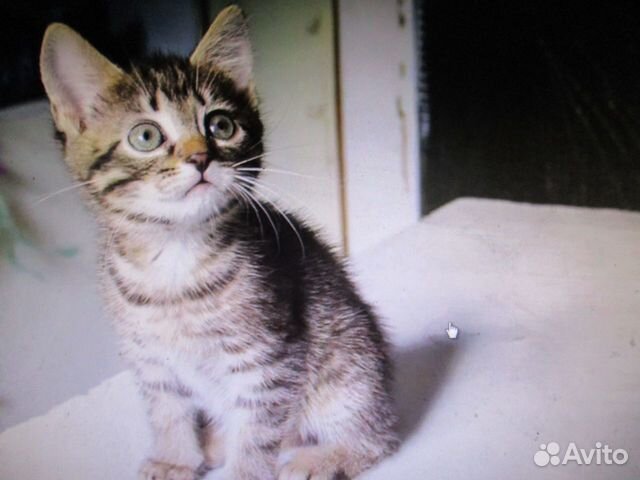 Полосатики