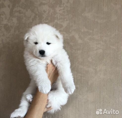 Щенки Самоеды
