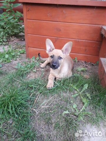 Щенок (мальчик, 4,5 месяца) в добрые руки