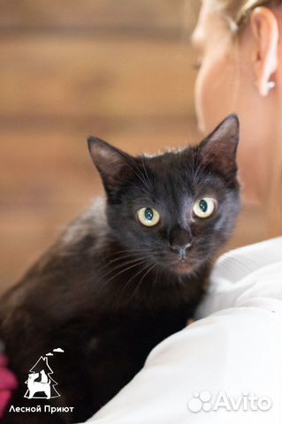 Малышка Гавана ищет дом