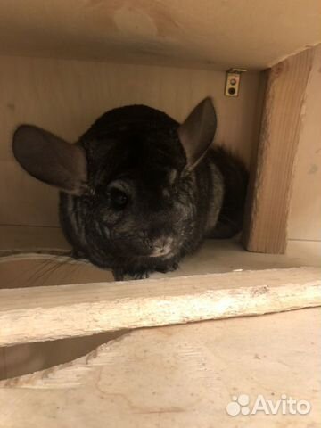 Шиншиллы (Мама и дочка)