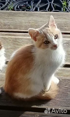 Котёнок