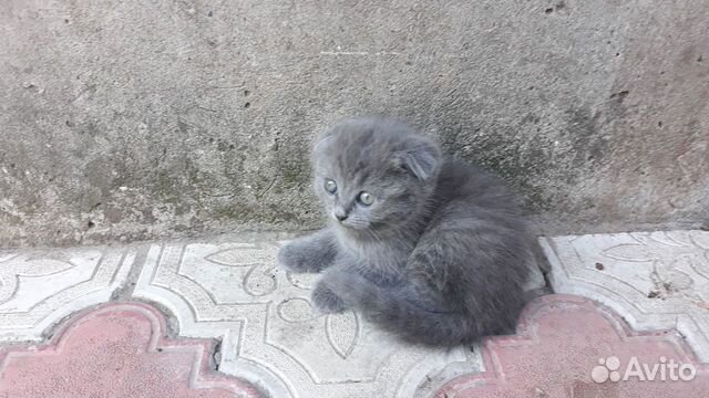 Продаю двух котят