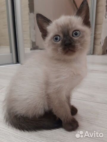 Сиамский котенок