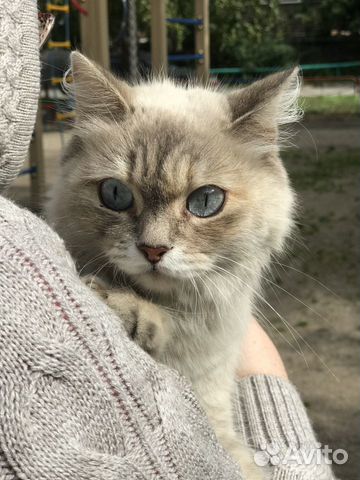 Шикарнейшая молодая кошечка 1 годик