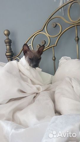 Кошка канадский сфинкс