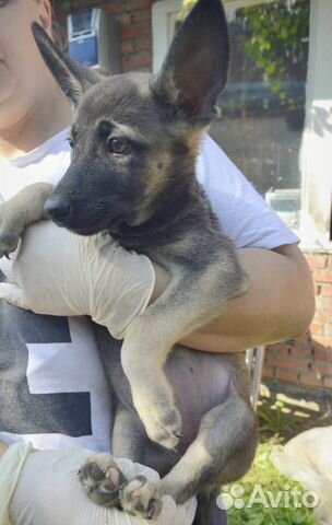 Щенки похожи на малинуа все девочки