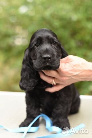 Английский кокер спаниель