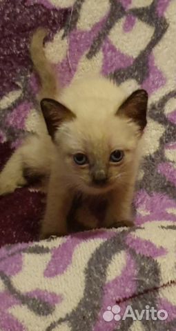 Сиамский котёнок