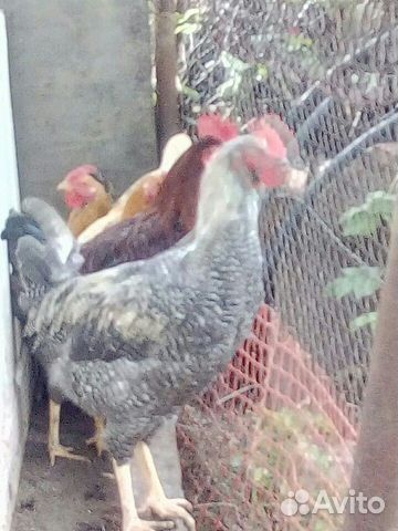 Петухи цветные