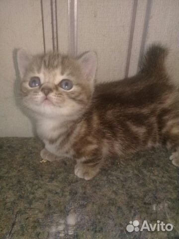 Котенок Манчкин продажа Москва