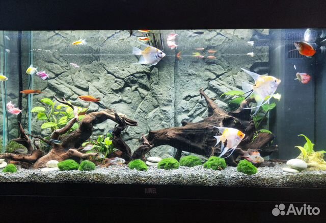 Скалярии даром