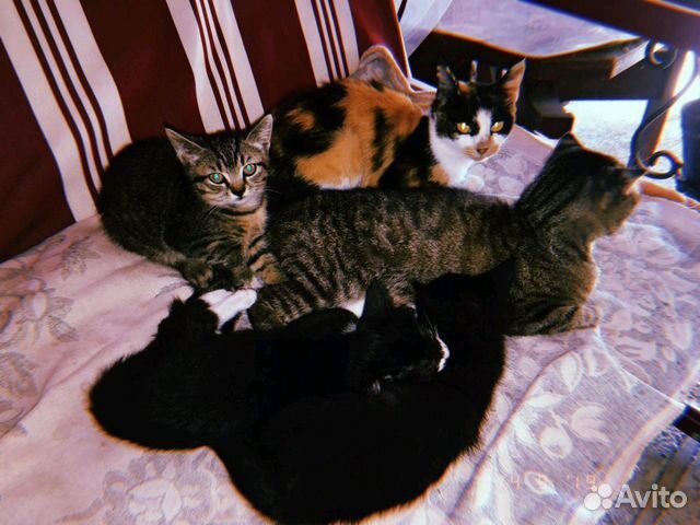 Шотладские прямоухие кошечки