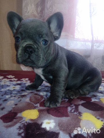 Мальчик Адам