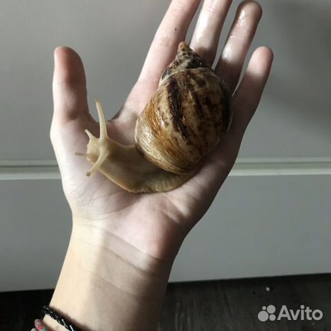 Улитки ахатины (ретикуляты альбино )