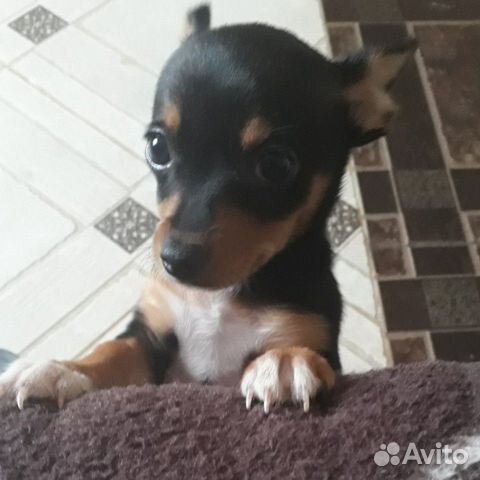 Щенок чихуахуа