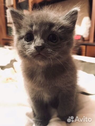 Красивые котята