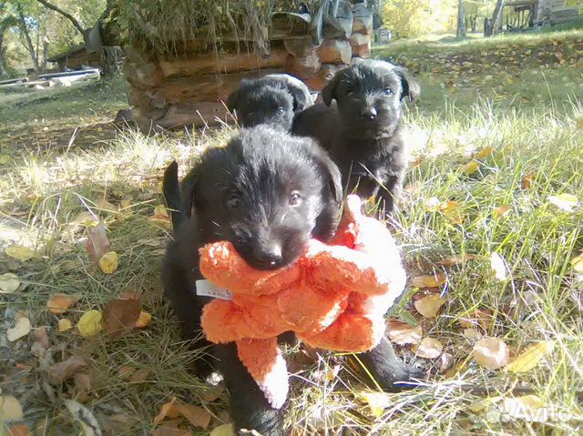 Щенки Русские черные терьеры-полукровки
