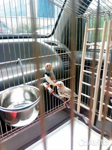 Амадины зебровые с клеткой. (2шт)