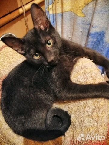 Чёрный эбони