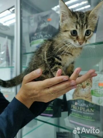 Котенок в добрые руки