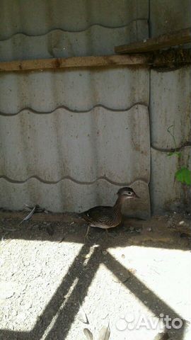 Утка мандоринка