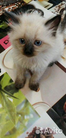 Котята Невская маскарадная