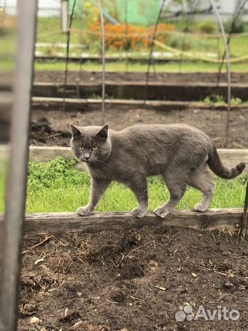 Британец в добрые руки