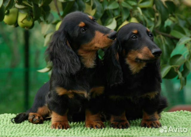 Замечательные таксята