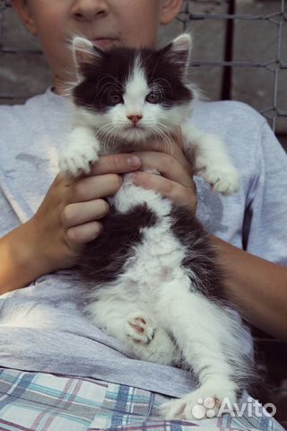 Котейка 2 мес