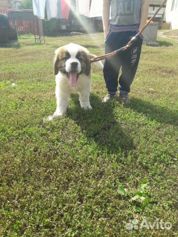 Продаётся элементный щенок Сенбернар, мальчик. Цен