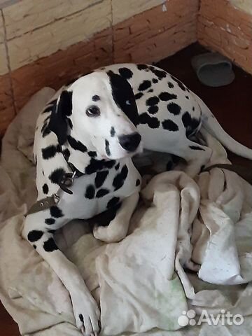 Продам долматина
