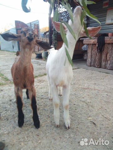 Козочка 3 месяца