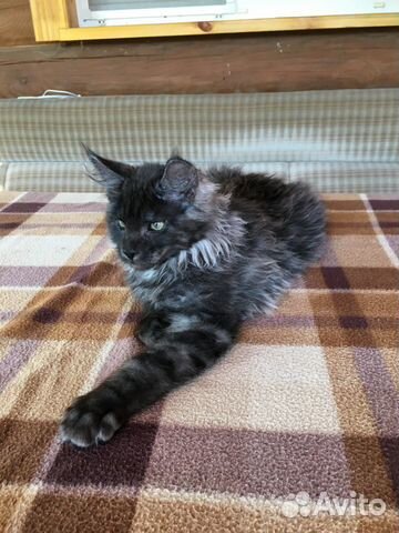 Великолепные котята из питомника White King