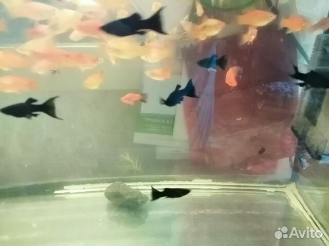 Моллинезии