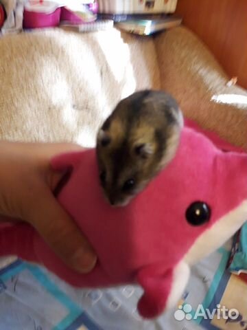 Джунгарские хомячки