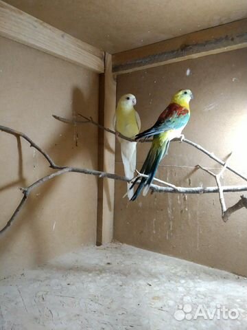 Певчие попугаи,кореллы