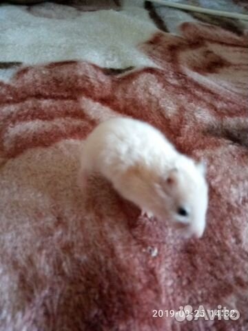 Хомяк самец