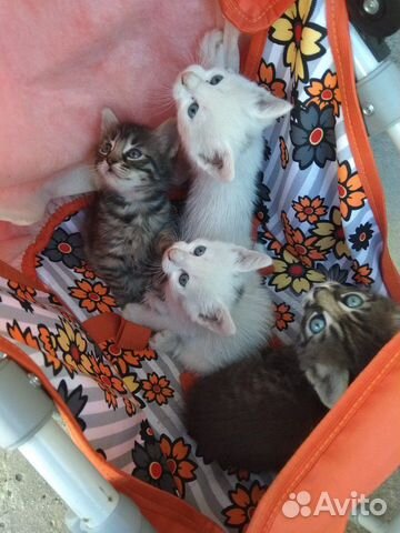 Котята